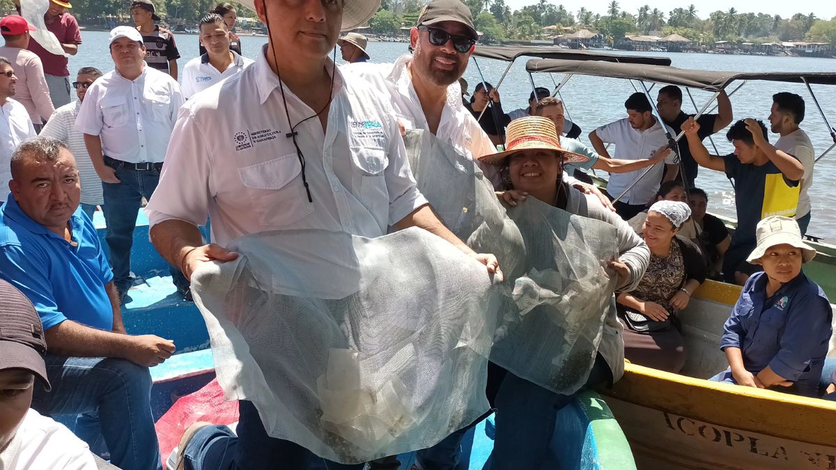 Entregan semillas para mejorar la producción de curiles en La Paz ...