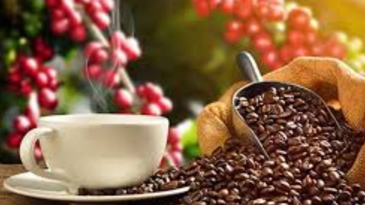 Exportaciones de café salvadoreño crecen 68.8 % en 2025 y superan los ...